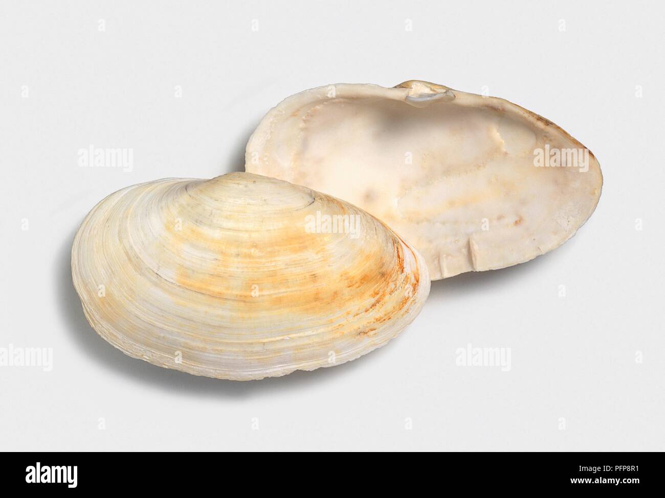Soft-shell clam (Mya arenaria), top and underside of shell Stock Photo ...