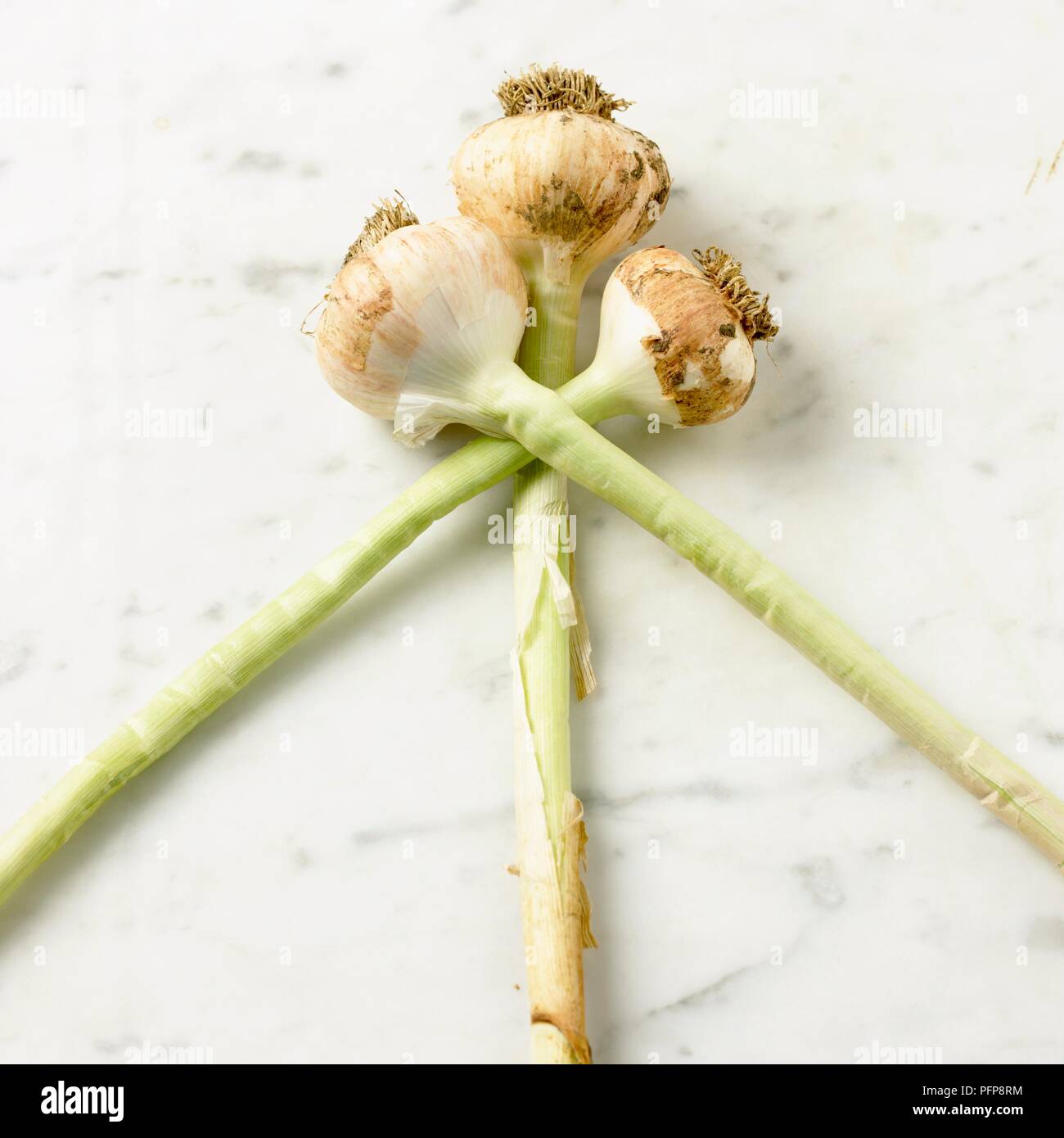 Three organic garlic bulbs nestled together on marble surface (making ...