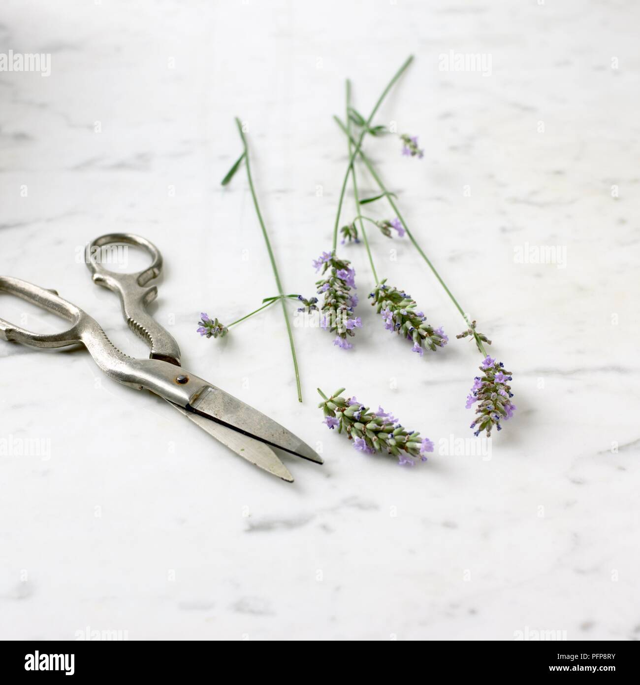 Cut flower hi-res stock photography and images - Alamy