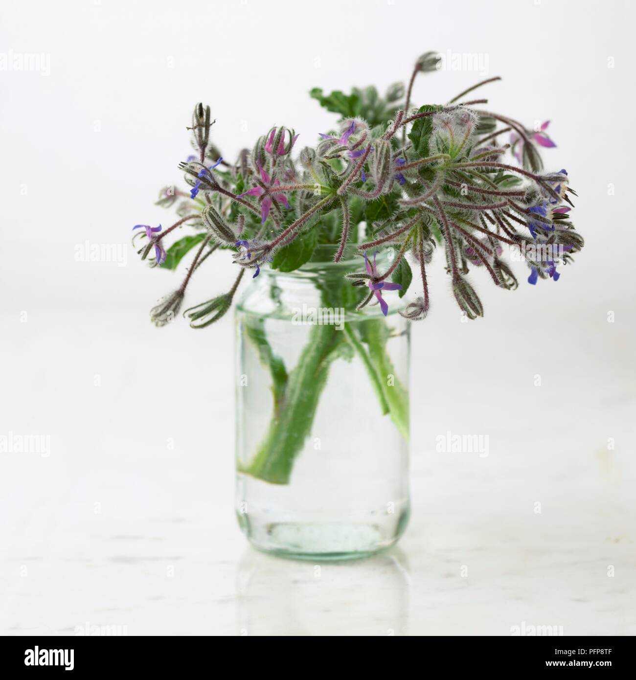 Borago officinalis (Borage) in transparent glass jar of water Stock ...