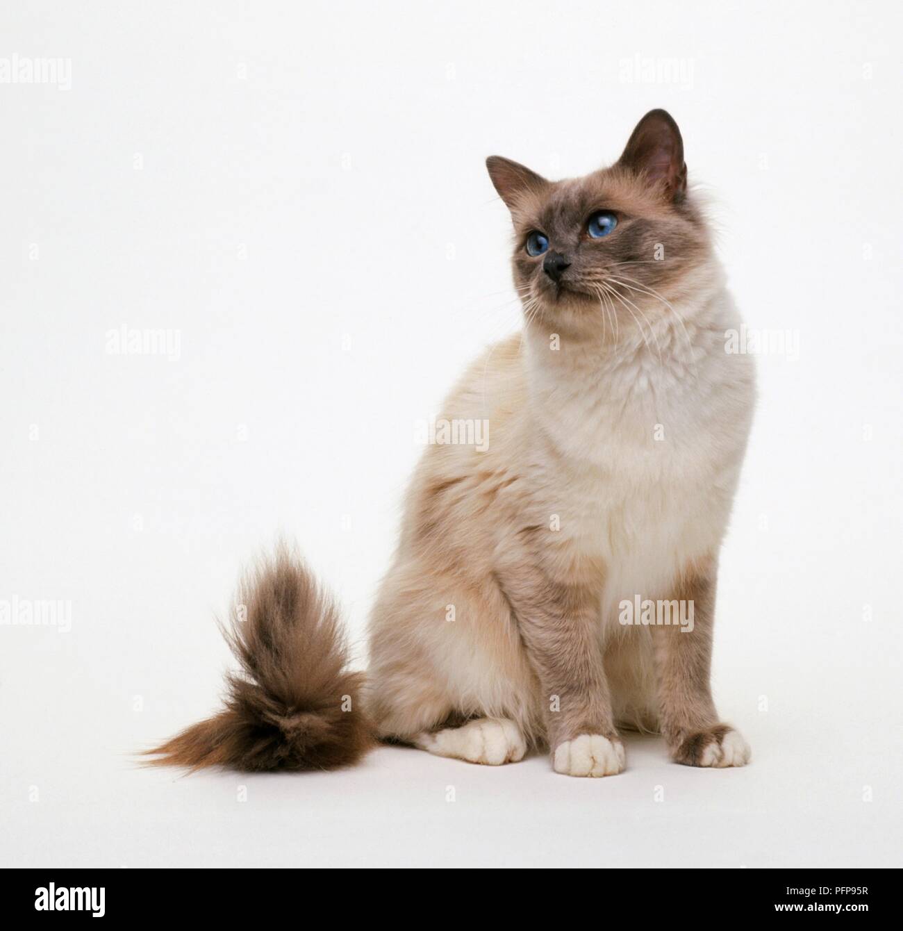 Blue Point Birman cat, seated, looking away Stock Photo - Alamy