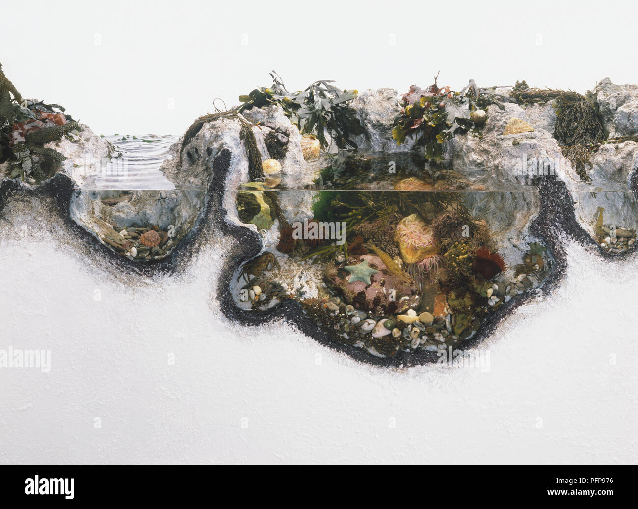 Cross crab hi-res stock photography and images - Alamy