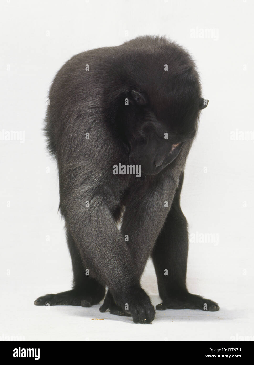 Celebes Macaque, Macaca nigra, standing on hind legs, long arms ...