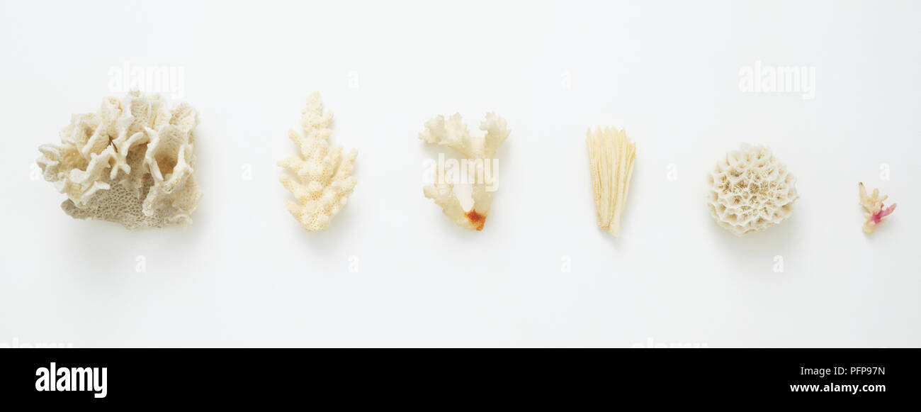 Examples of coral Stock Photo - Alamy