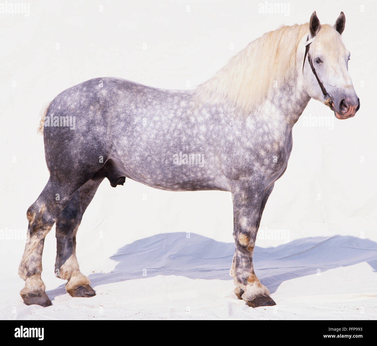 White percheron horse hi-res stock photography and images - Alamy