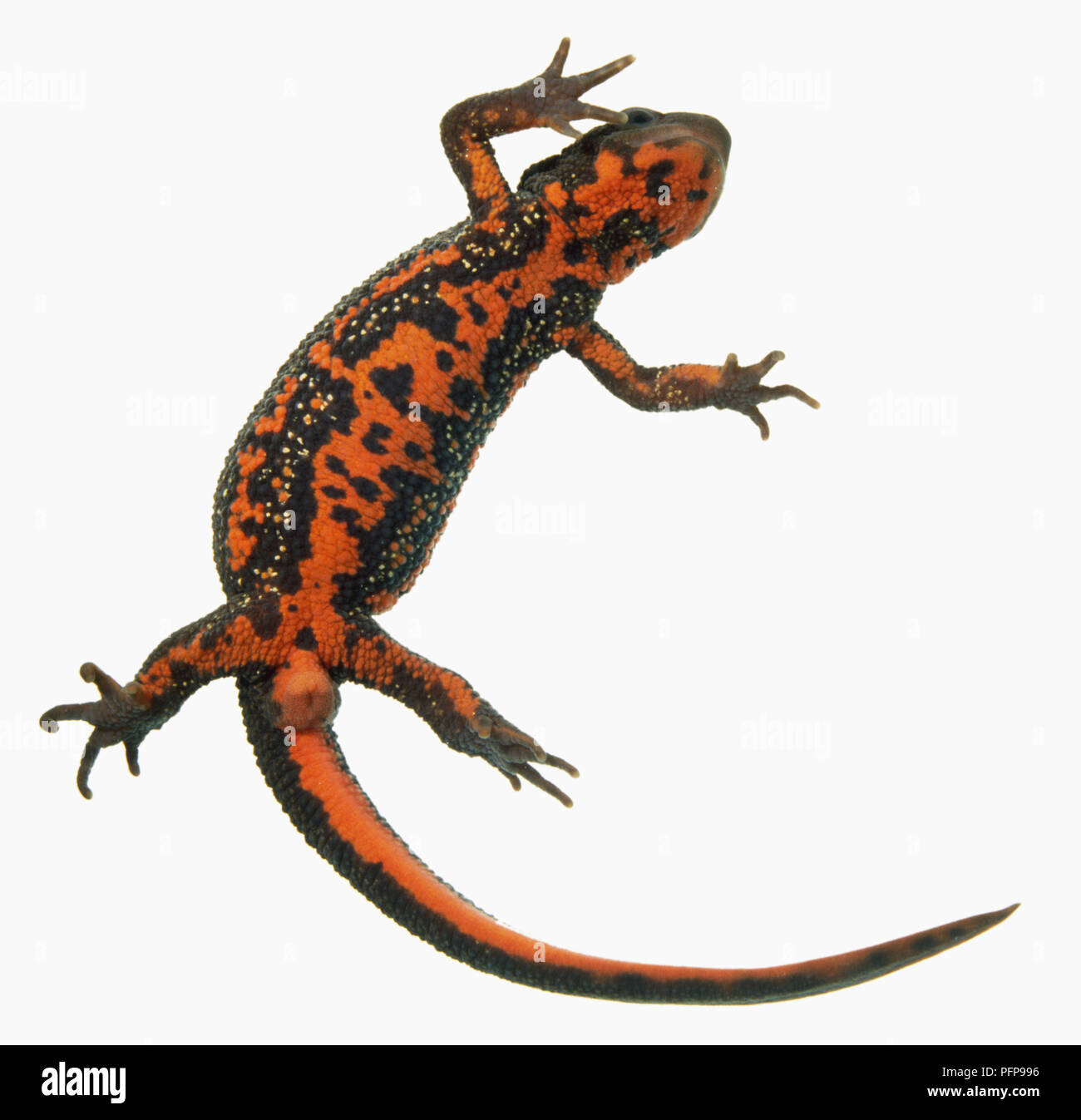 Cynops pyrrhogaster Cut Out Stock Images & Pictures - Alamy