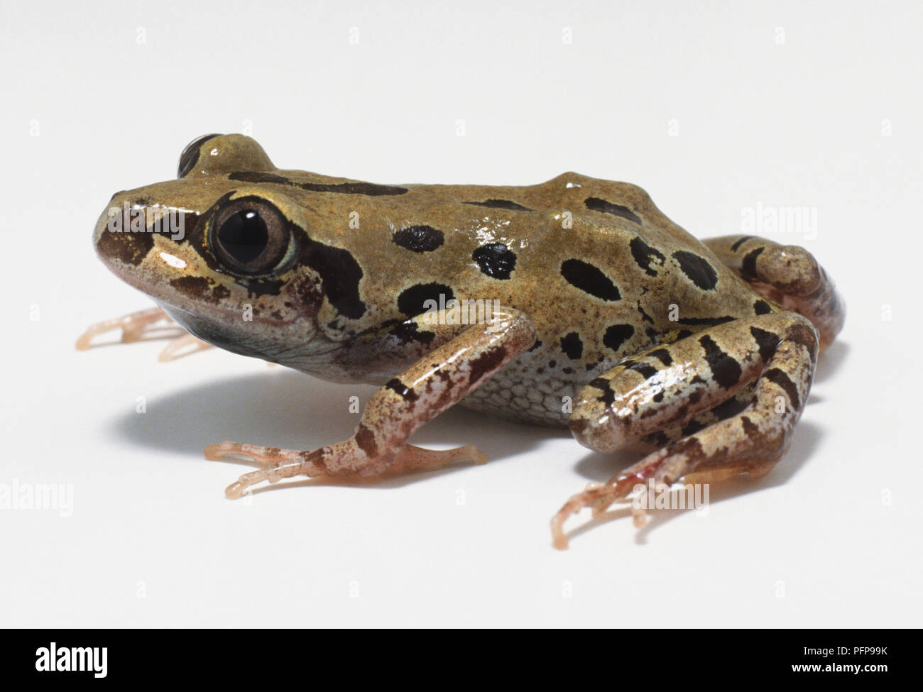 Kassina senegalensis hi-res stock photography and images - Alamy