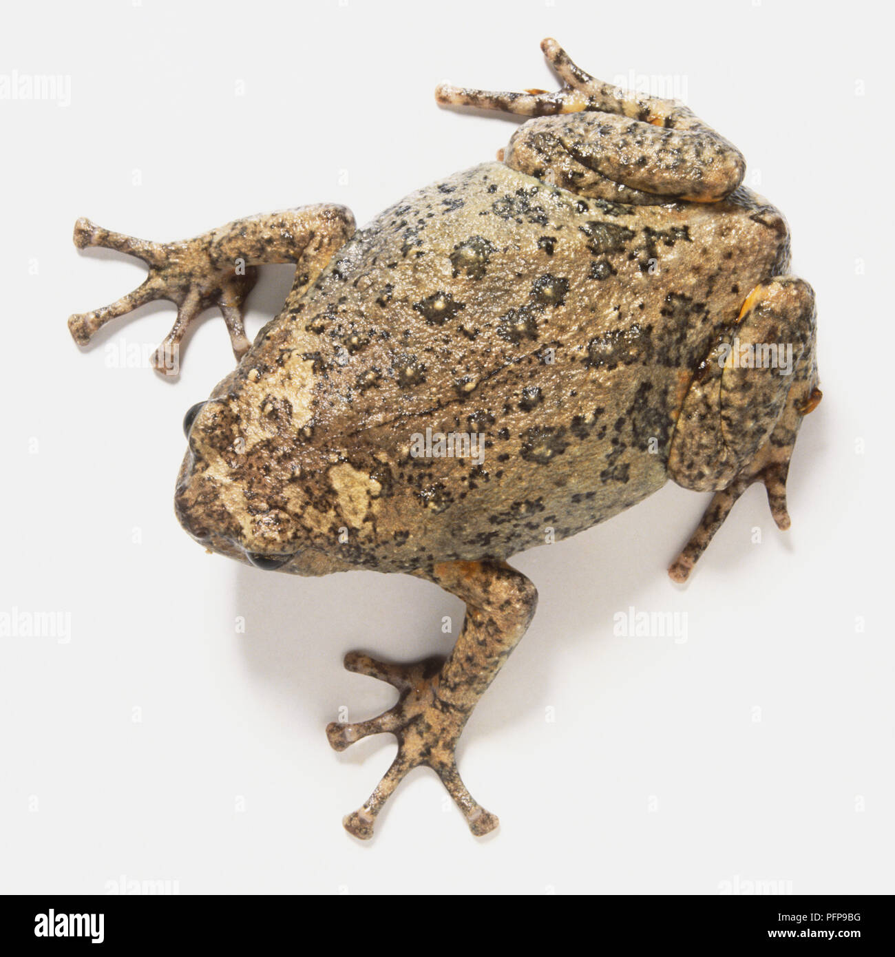 Overhead view of Asian Bullfrog (Kaloula pulchra Stock Photo - Alamy