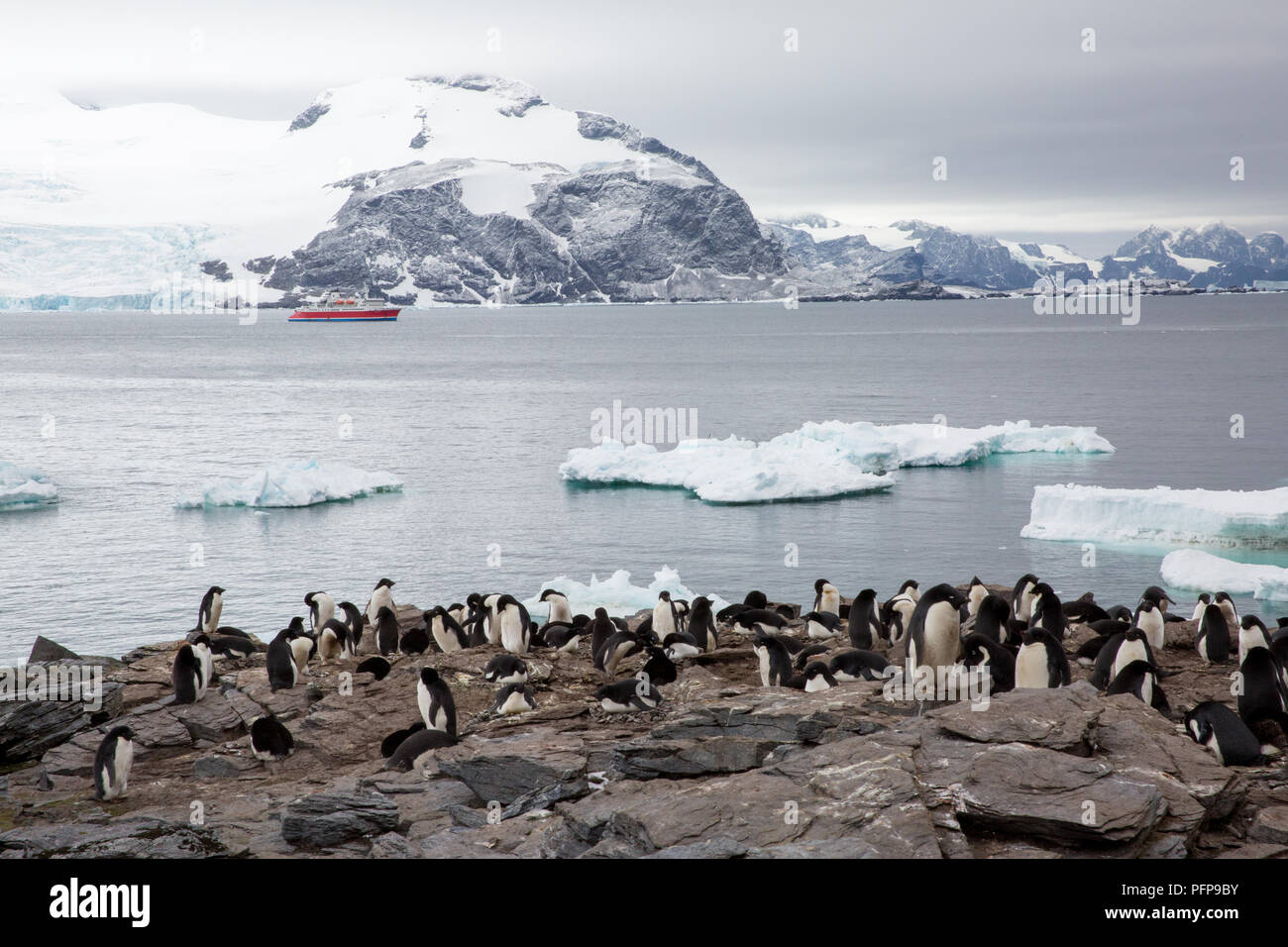 some penguins in the arctic walking around on the north pole and ...