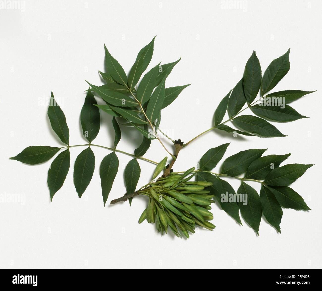 Fraxinus excelsior (Common Ash), green leaves and winged fruit on thin ...
