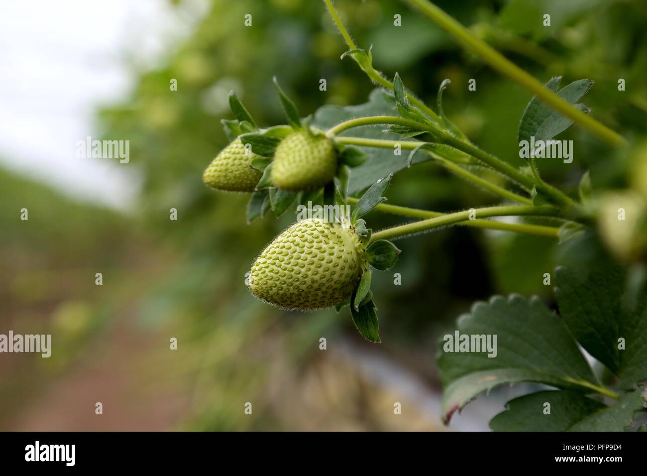 Angus Soft Fruit Farm, Arbroath Stock Photo - Alamy