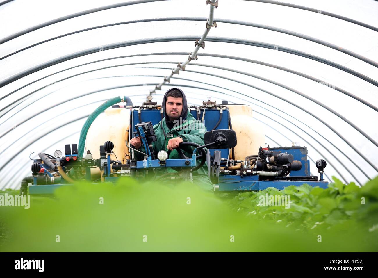 Angus Soft Fruit Farm, Arbroath Stock Photo - Alamy