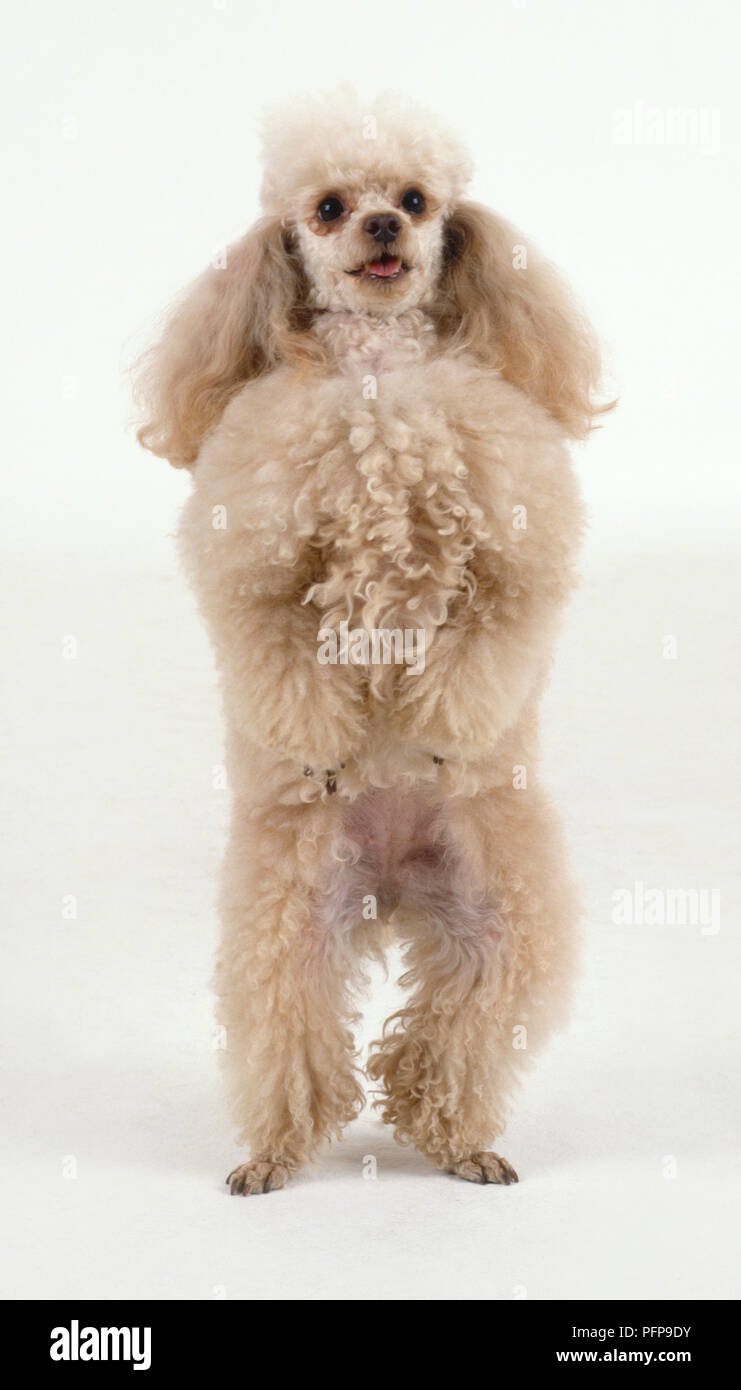 White Miniature Poodle rearing up, front view Stock Photo - Alamy