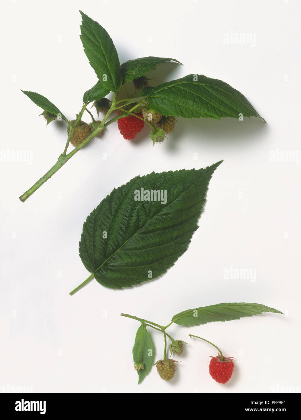 Raspberry, sprigs of fruit and leaves Stock Photo - Alamy