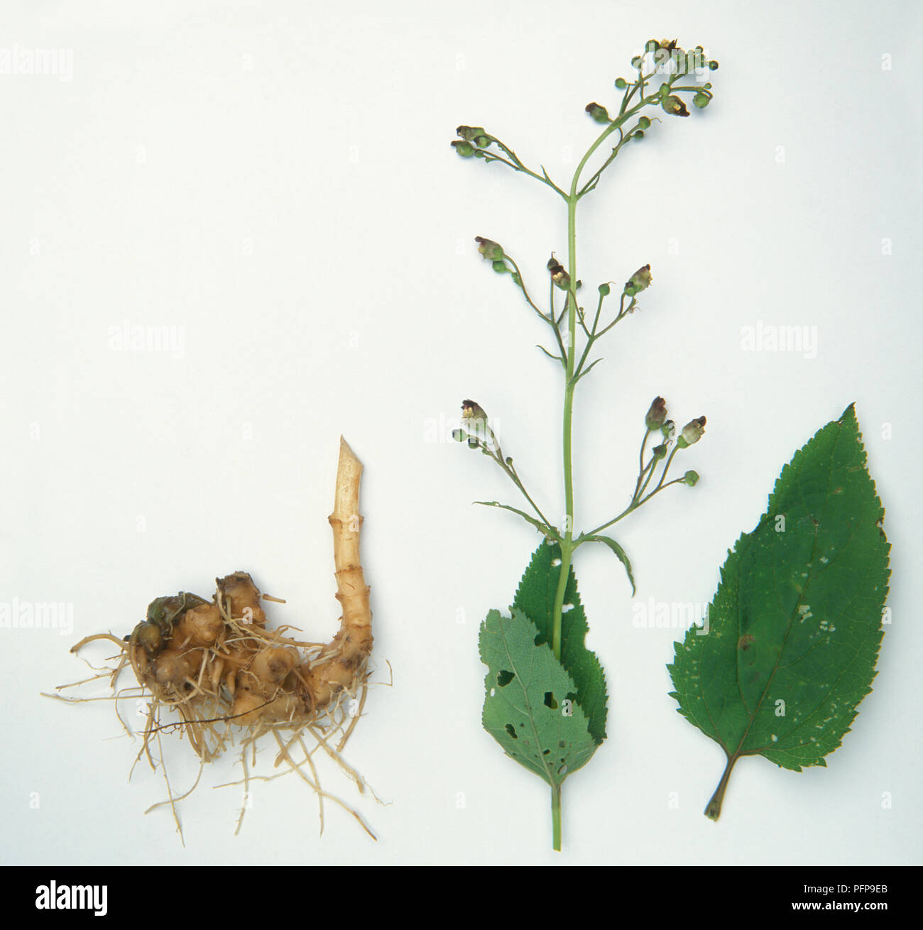 Roots, flowering stem and leaf from Scrophularia nodosa (Knotted ...