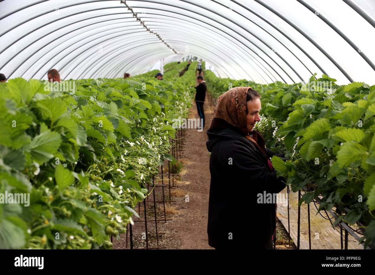 Fruit farm scotland hi-res stock photography and images - Alamy