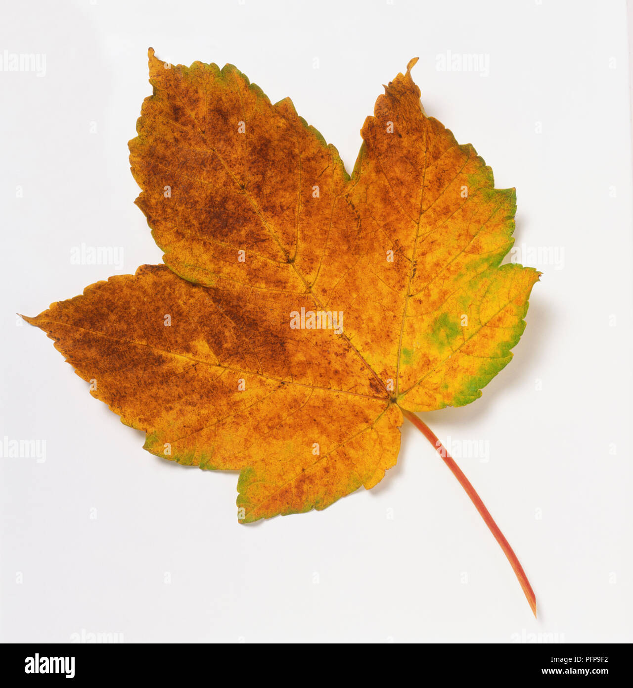 Lobed maple leaf hi-res stock photography and images - Alamy