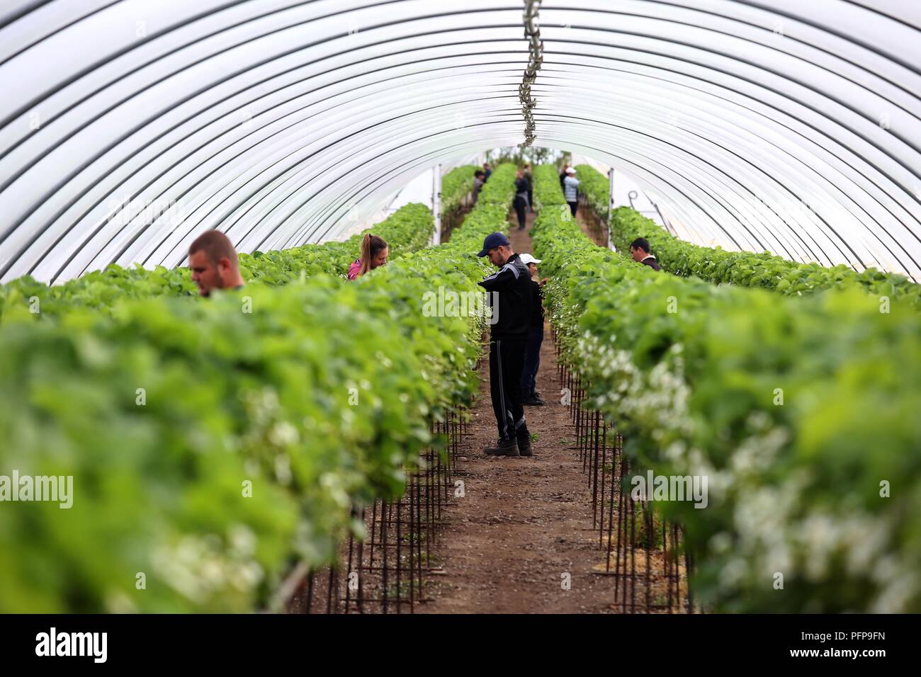Fruit farm scotland hi-res stock photography and images - Alamy