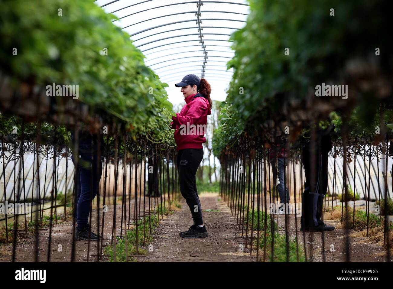 Angus Soft Fruit Farm, Arbroath, Angus Stock Photo - Alamy