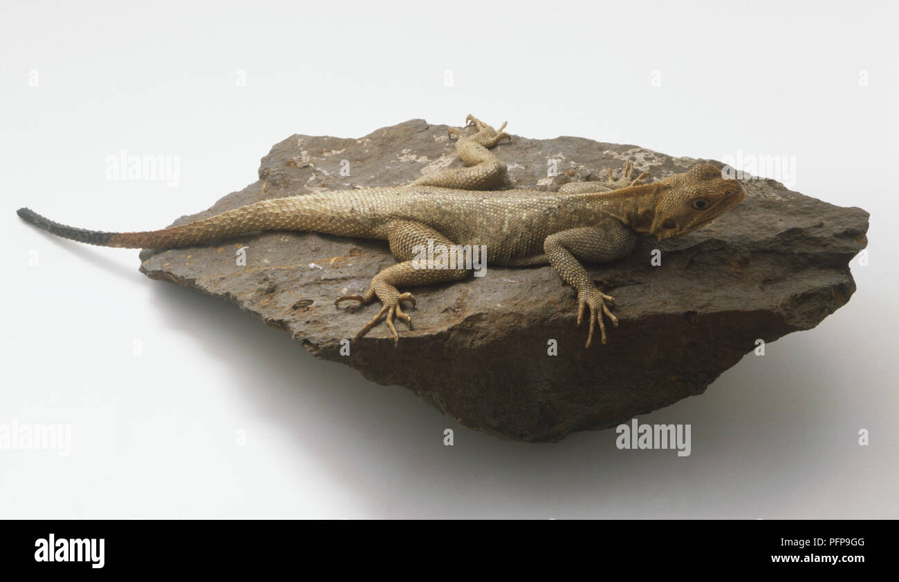 Lizard (Agama sp.) on top of a rock, side view Stock Photo - Alamy
