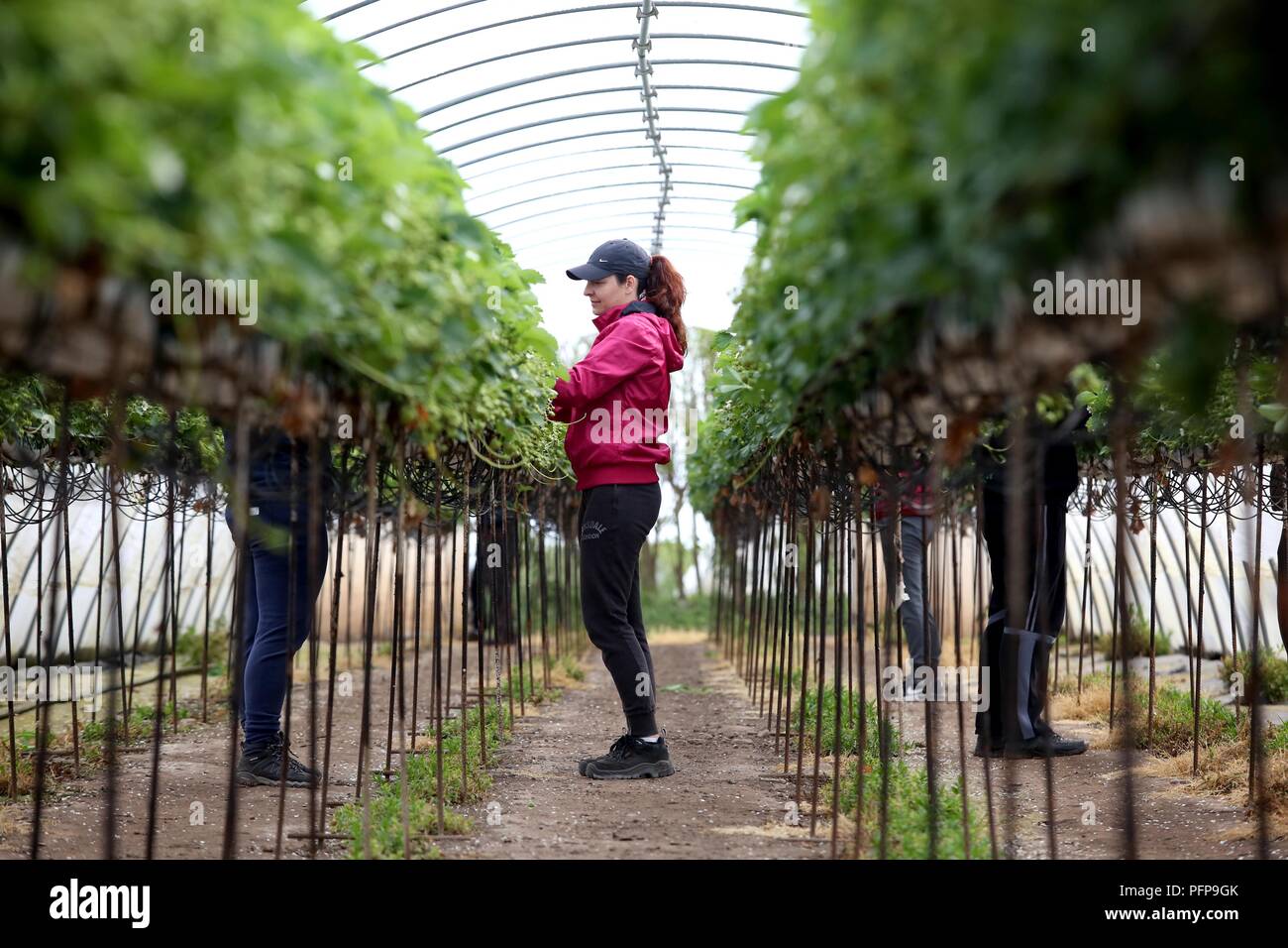Angus Soft Fruit Farm, Arbroath, Angus Stock Photo - Alamy