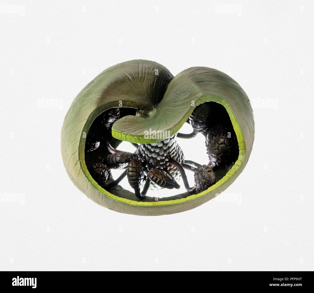 Model of Fern, isidium and sporangium Stock Photo - Alamy