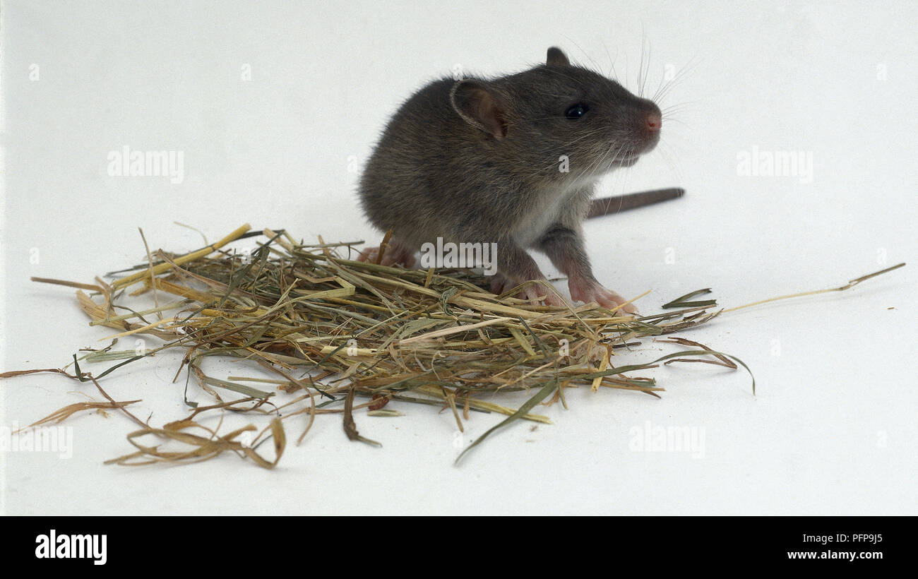 Three week old hi-res stock photography and images - Alamy