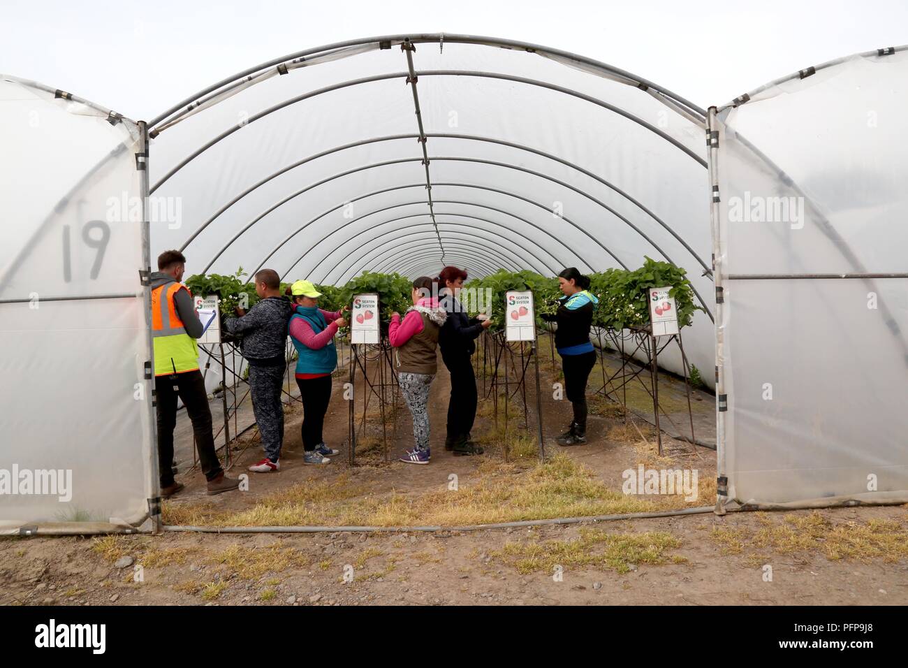 Scottish soft fruit farming hi-res stock photography and images - Alamy