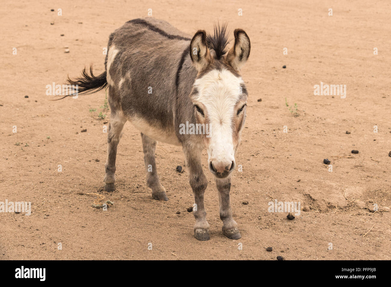 Miniature donkey hi-res stock photography and images - Alamy