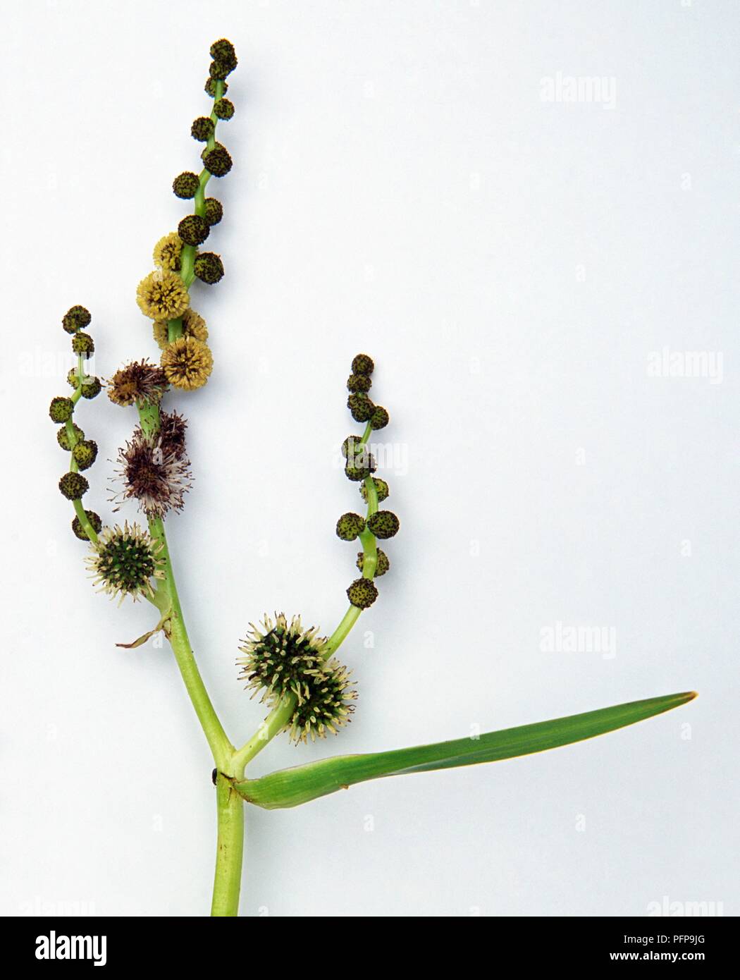 Sparganium erectum (Branched bur-reed), branched stems with flower ...