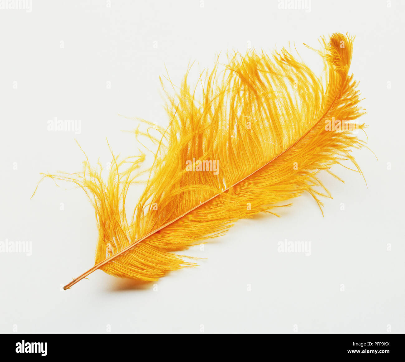 Big yellow feather Stock Photo - Alamy
