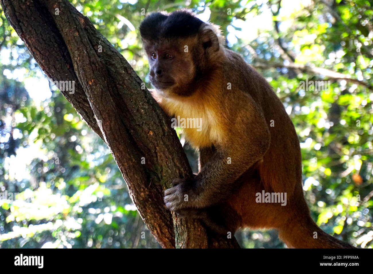 Monkey brasil hi-res stock photography and images - Alamy