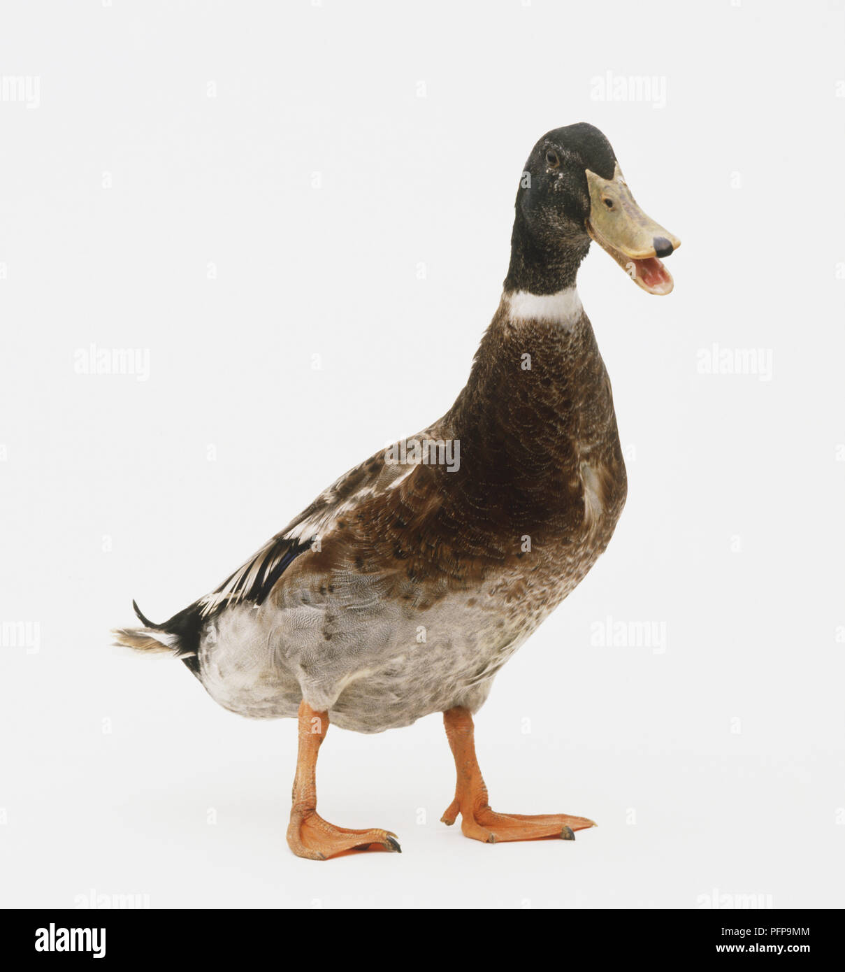 Mallard duck (Anas Platyrhynchos) standing with beak open Stock Photo ...
