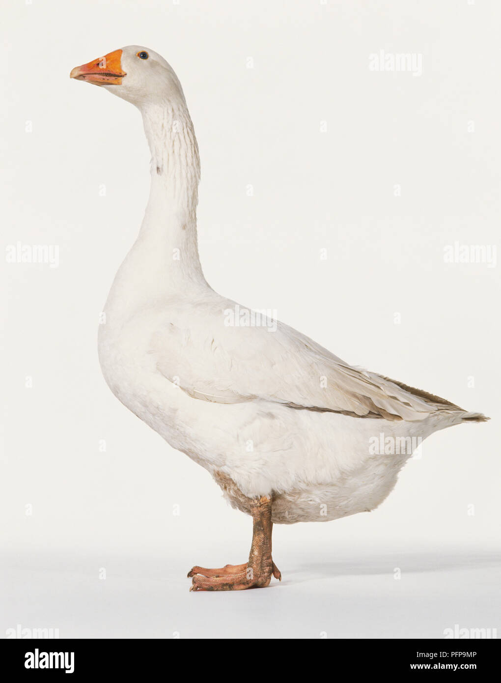 White goose standing in profile, head slightly raised Stock Photo - Alamy