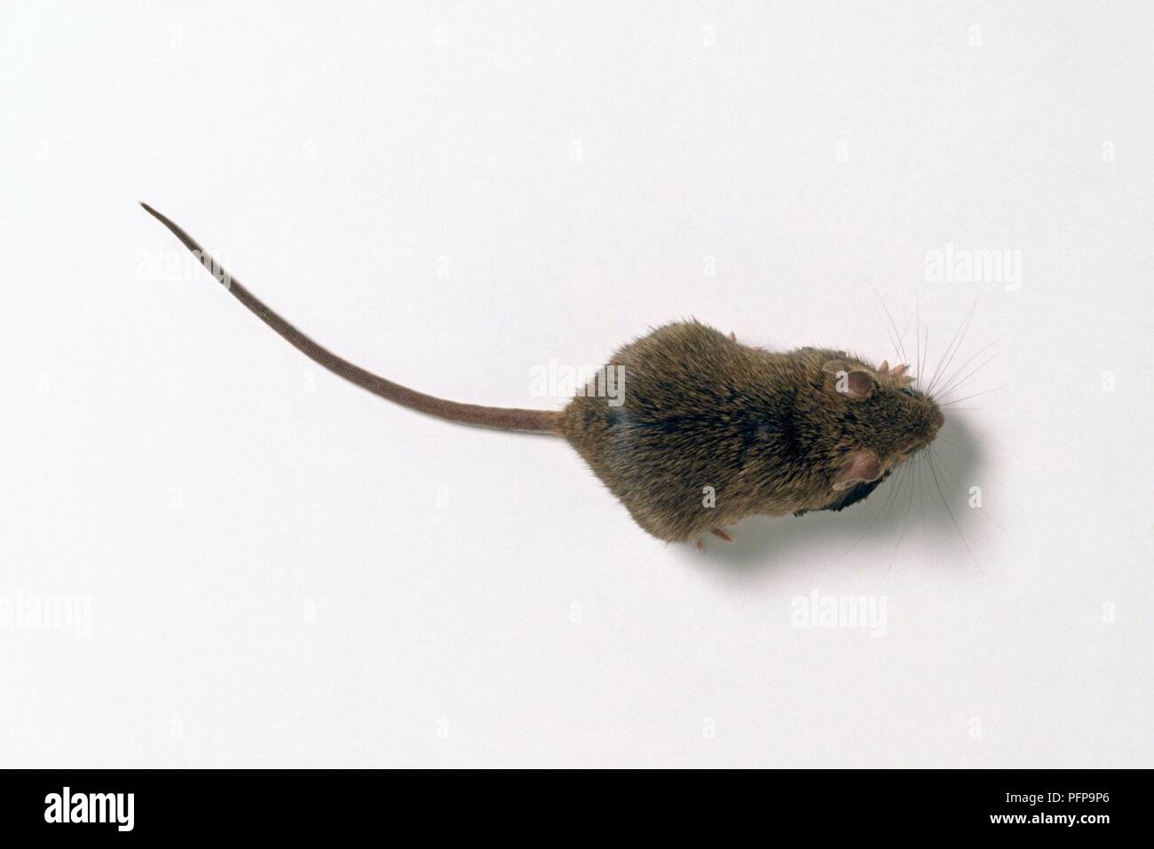 A mouse, view from above Stock Photo - Alamy
