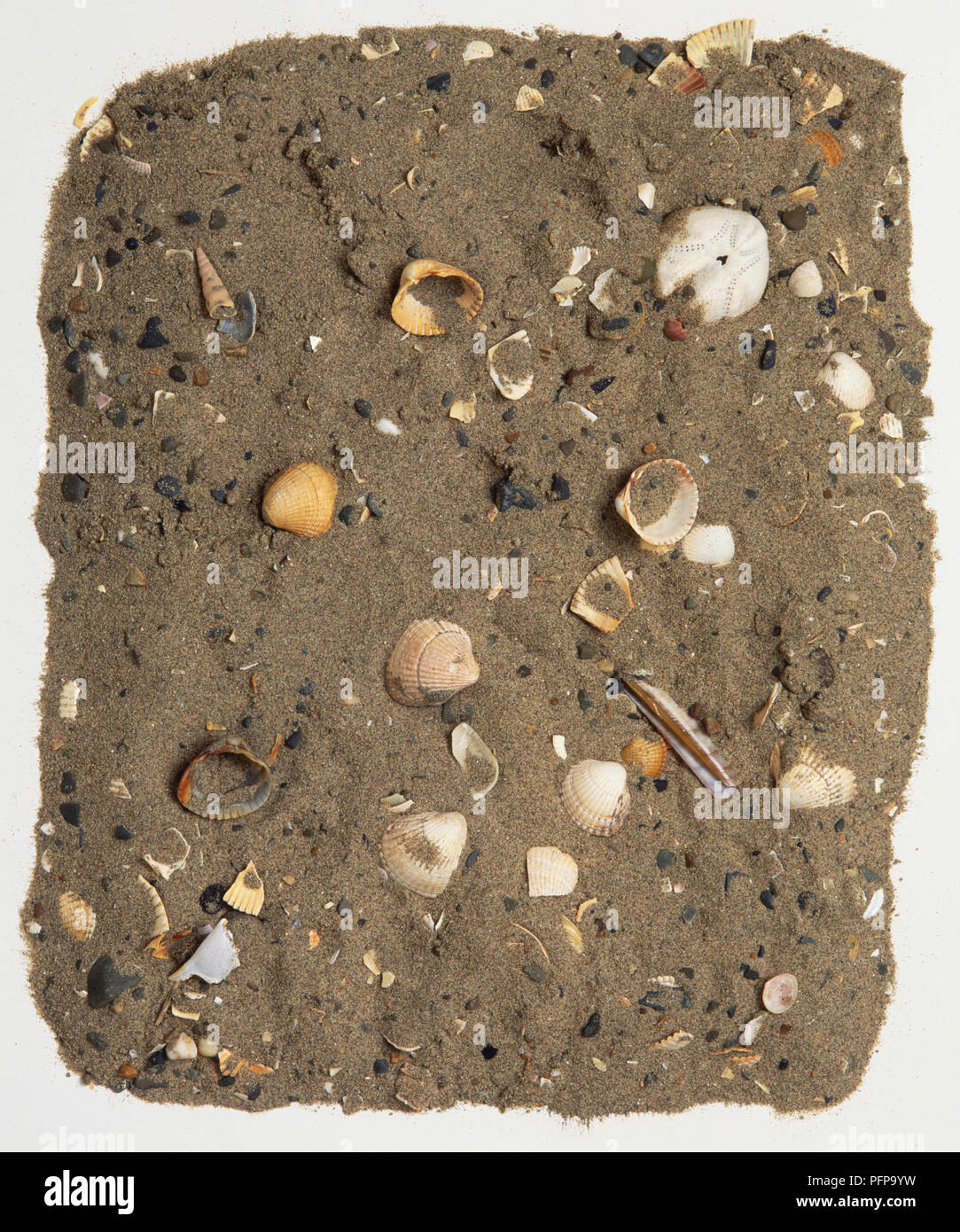 Covered in shells hi-res stock photography and images - Alamy
