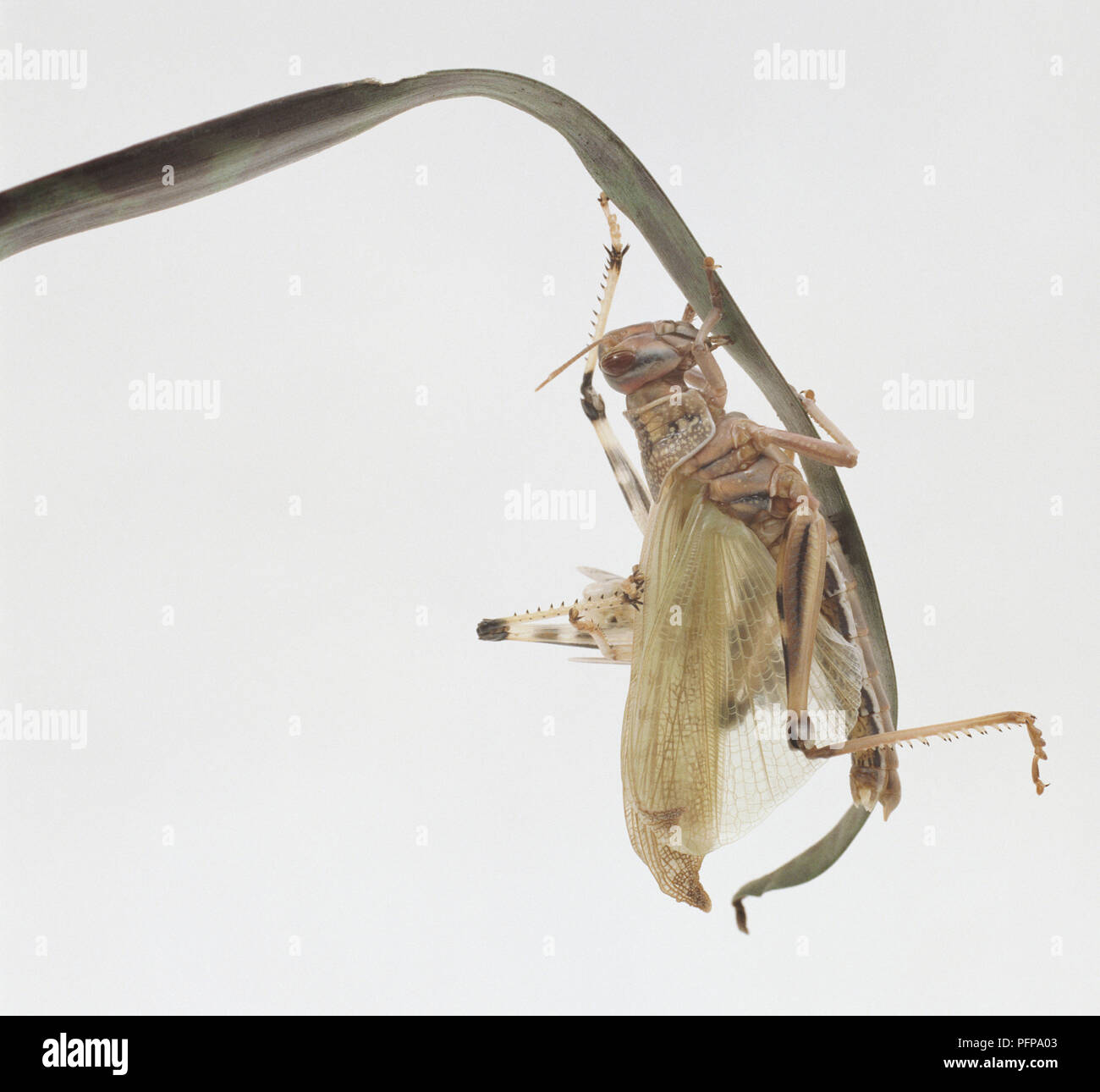 Locust clinging on a blade of grass spreading its wings Stock Photo - Alamy