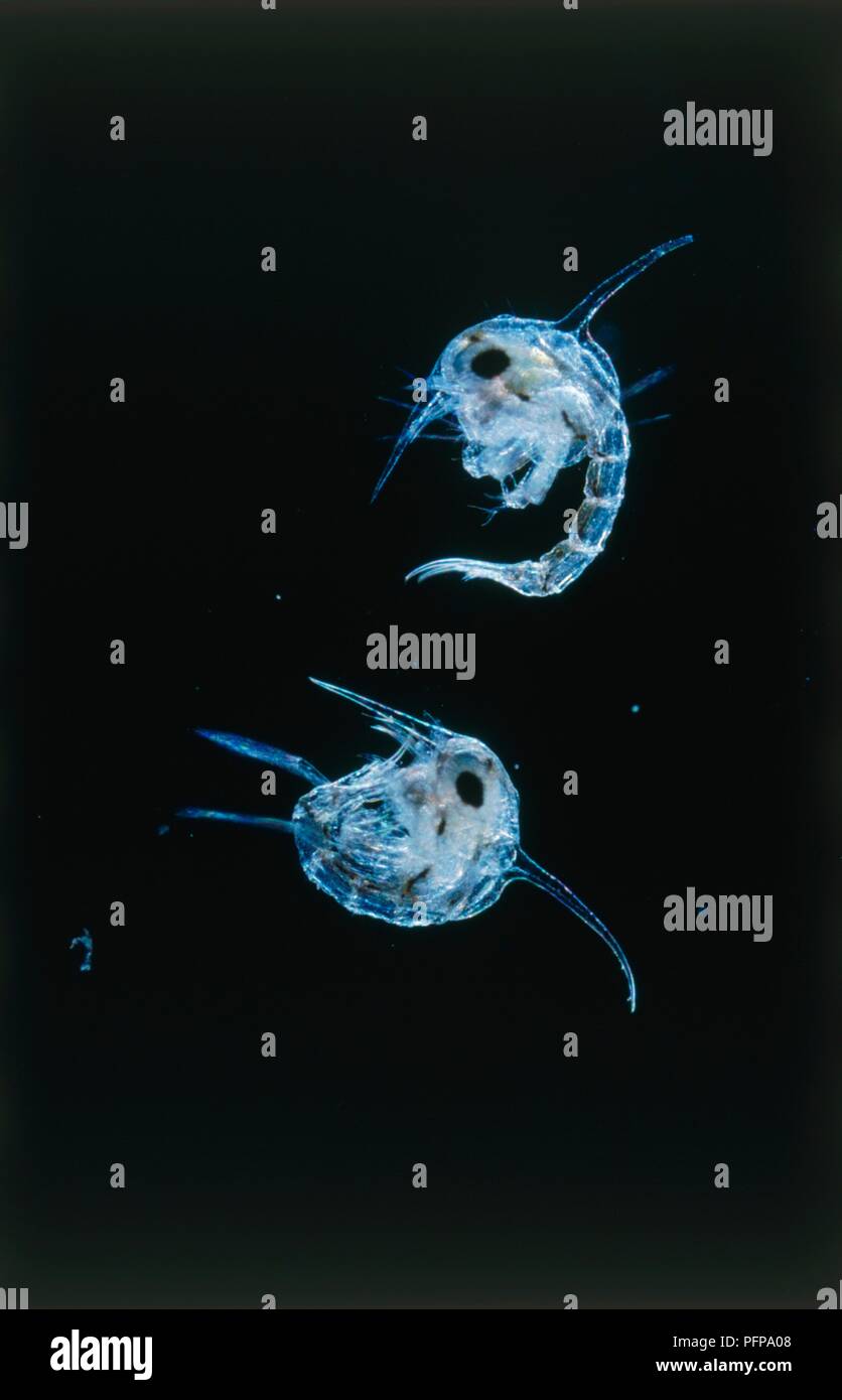 Crustacean larva hi-res stock photography and images - Alamy