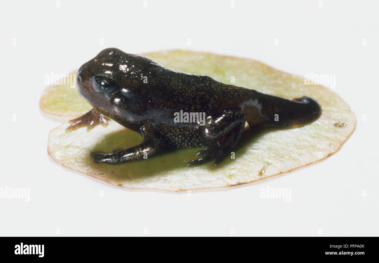 Anatomy of the toad hi-res stock photography and images - Alamy