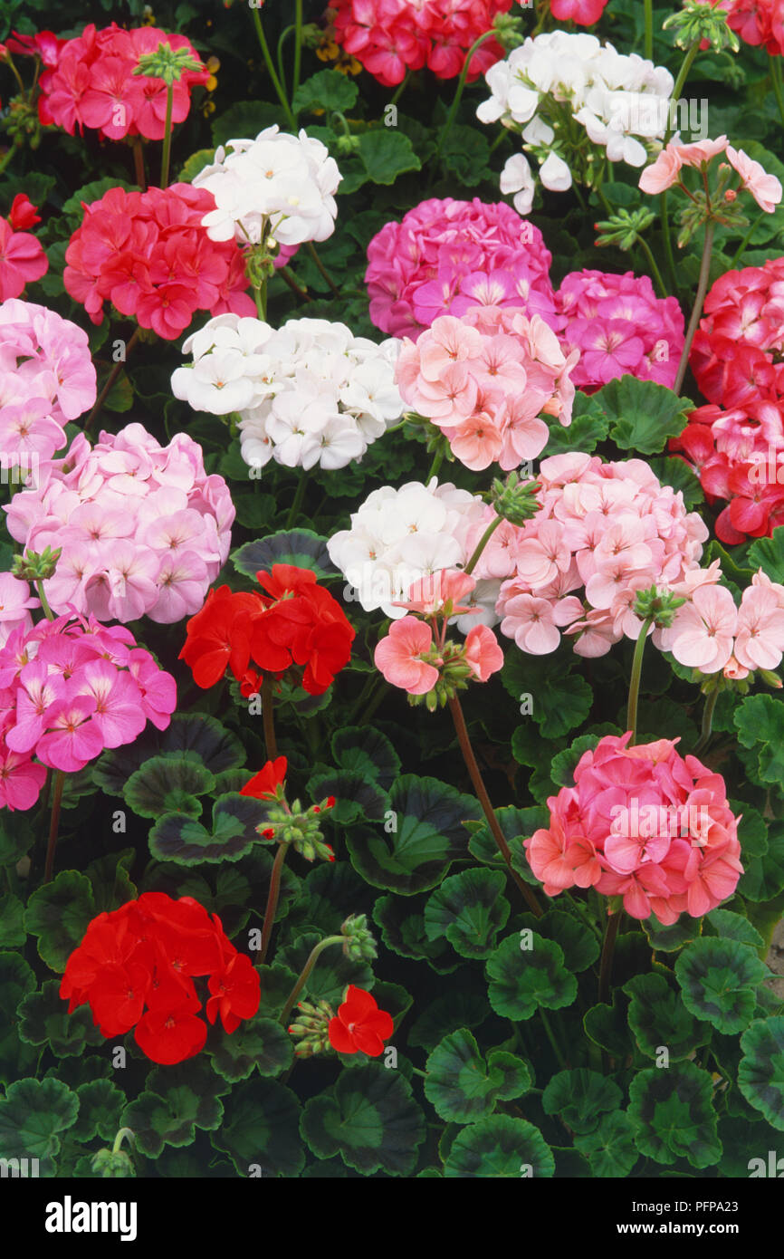 Geranium sp., bush of pink, white and red geranium flowers Stock Photo ...
