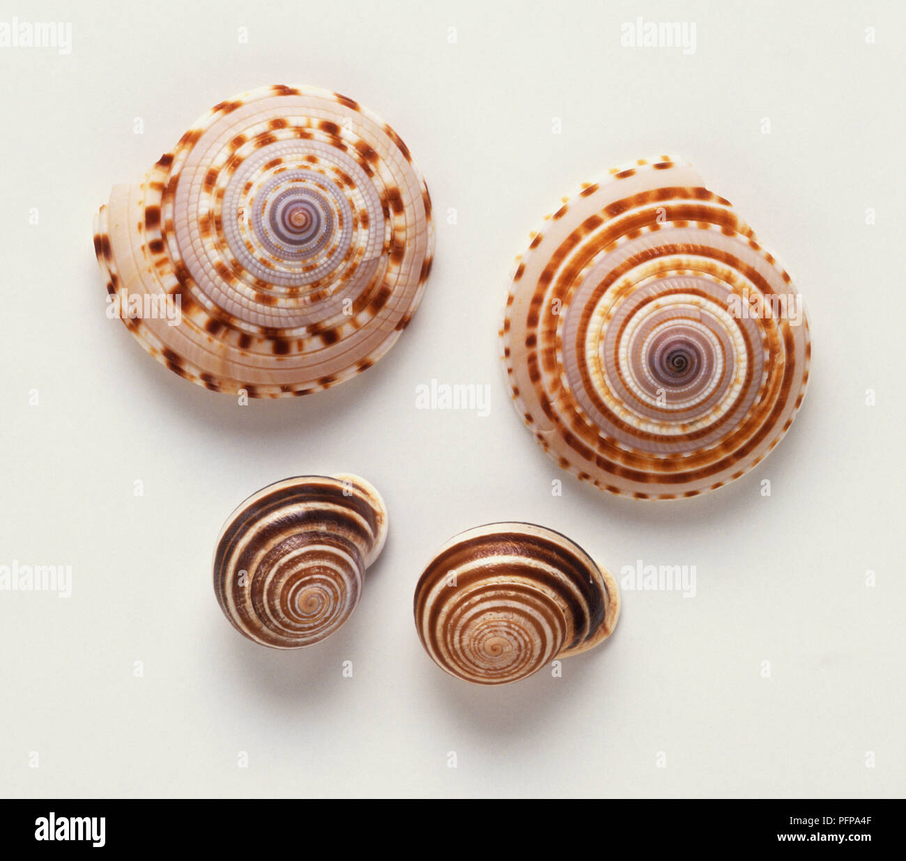 Whorled sea shells Stock Photo - Alamy
