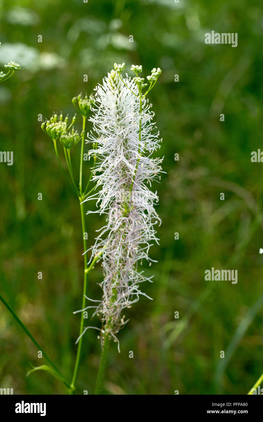 Flowering plantain on a green field Stock Photo - Alamy