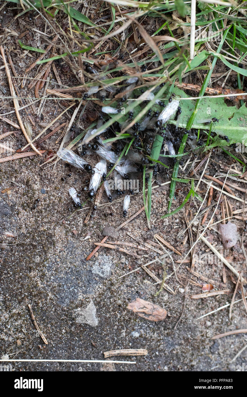 the Redhead queen ant with wings leaves spring anthill Stock Photo - Alamy