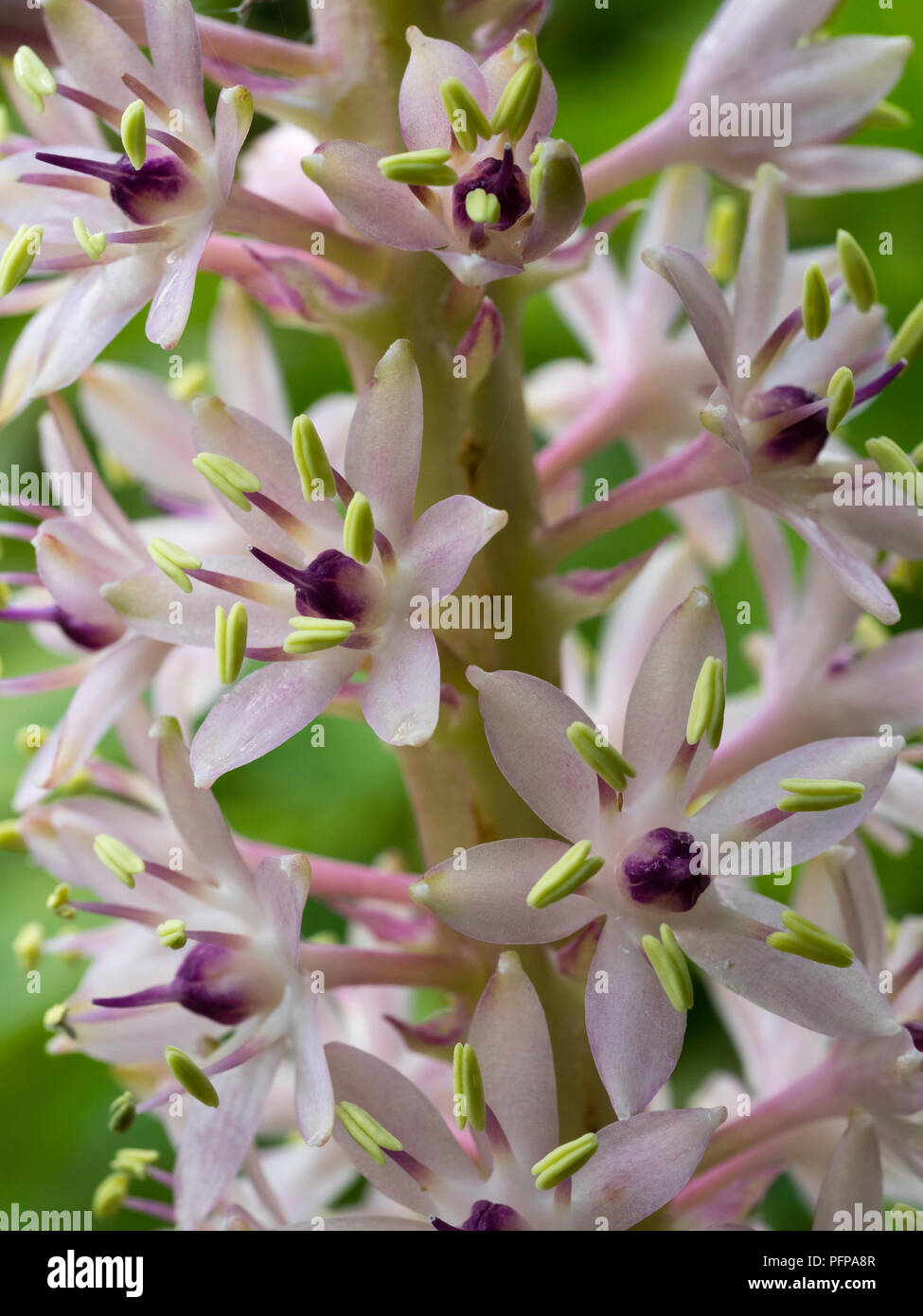 Close up of the flowers in the spike of the summer blooming, South ...