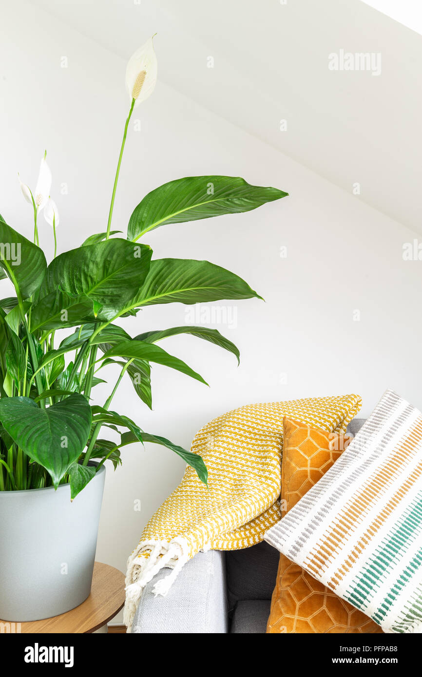 Peace lily, House plant natural next to cushions and throw Stock Photo ...