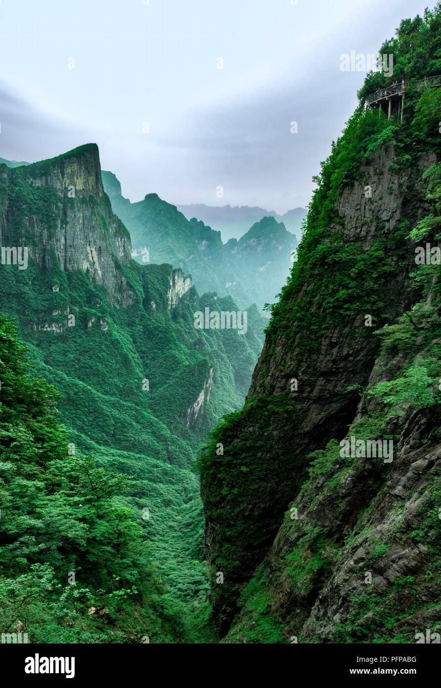 The green forest with mist and cloud of the Tianmen Mountain Known as ...
