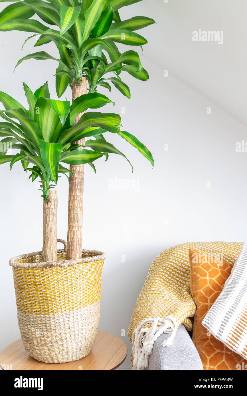 indoor plant mass cane next to cushions and throw Stock Photo - Alamy