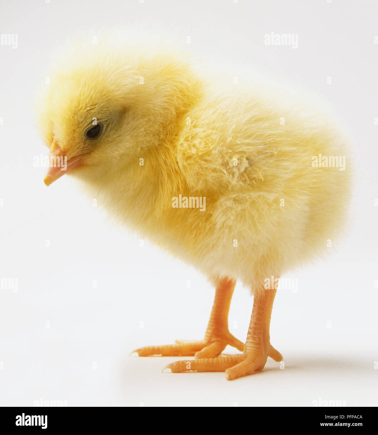 Fluffy yellow chick (Gallus gallus), side view Stock Photo - Alamy