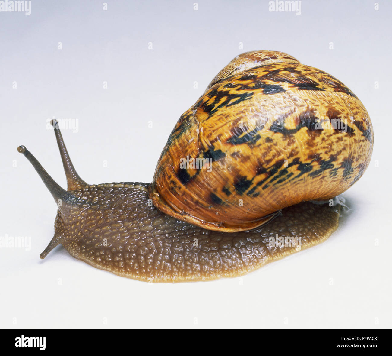 Brown Snail with raised antennae, side view Stock Photo - Alamy