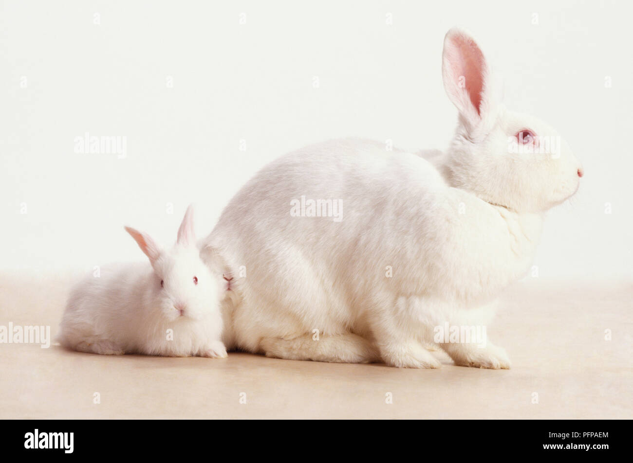 White female Rabbit (Oryctolagus cuniculus) standing in front of her ...